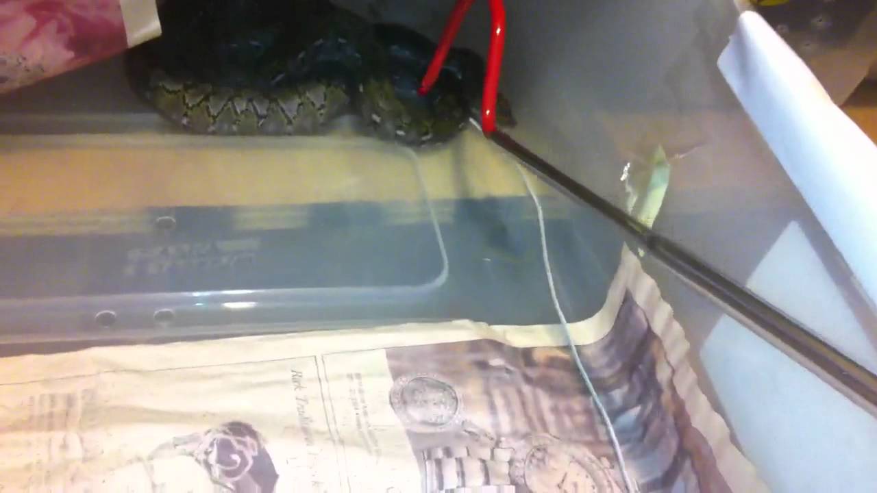 Female jampea retic - YouTube