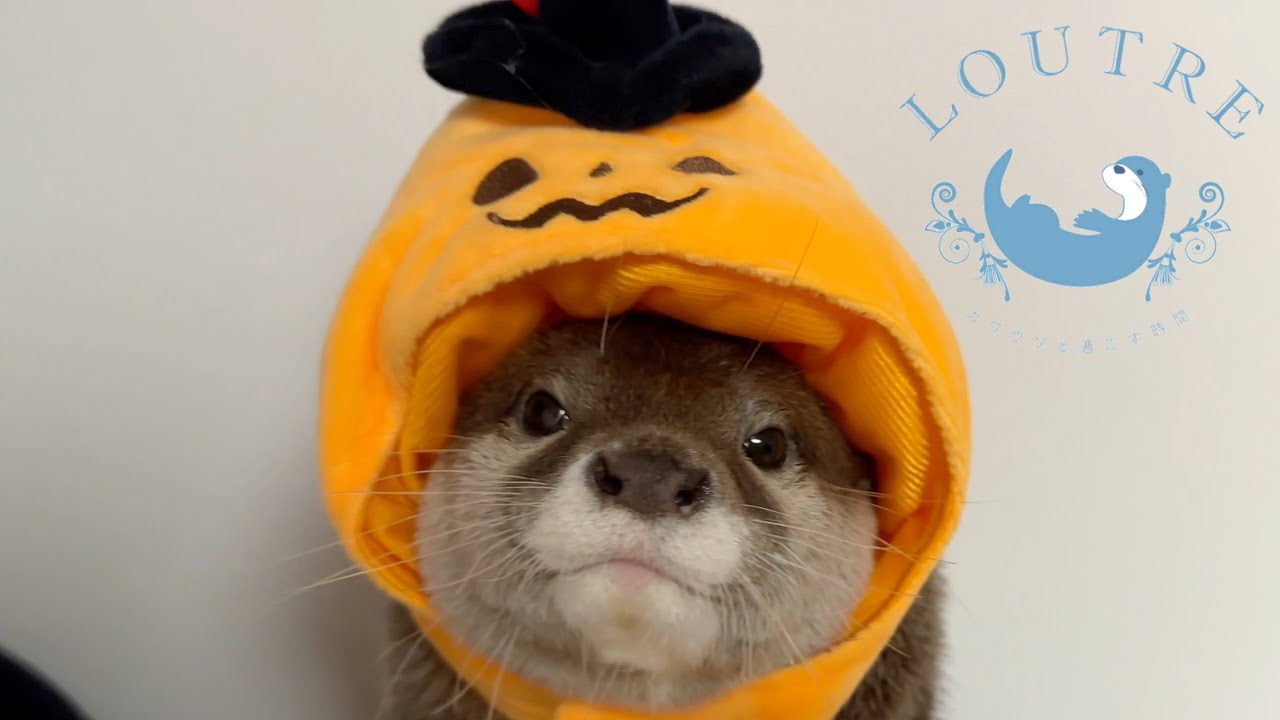 Funny Halloween with LOUTRE Otters - YouTube