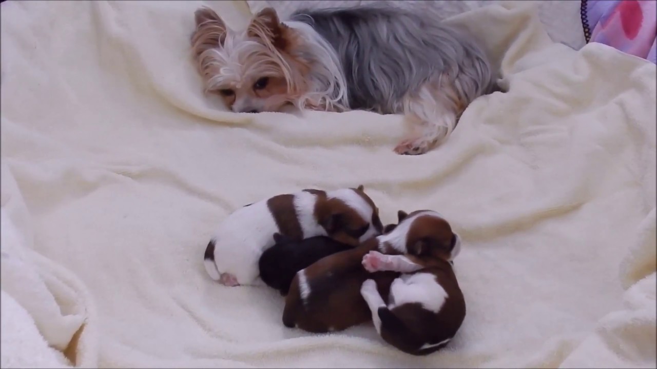 Yorkie Puppies One week old - YouTube