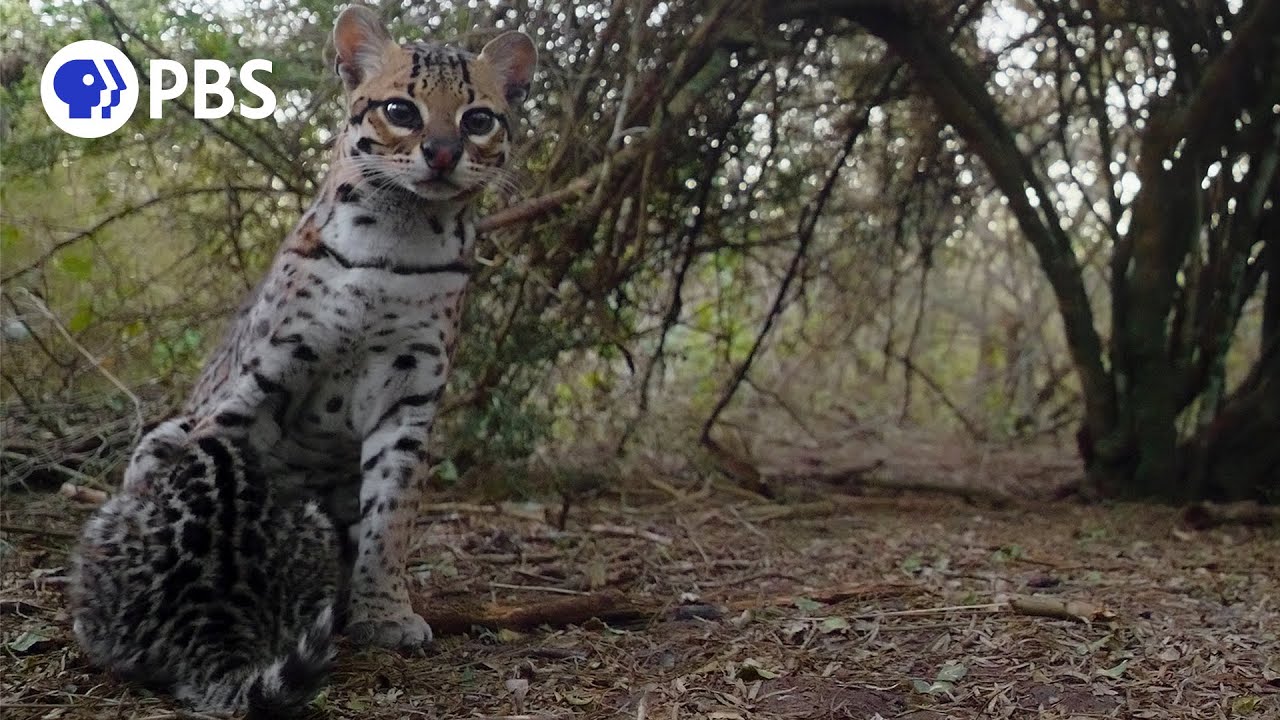 Wild Ocelot Kittens