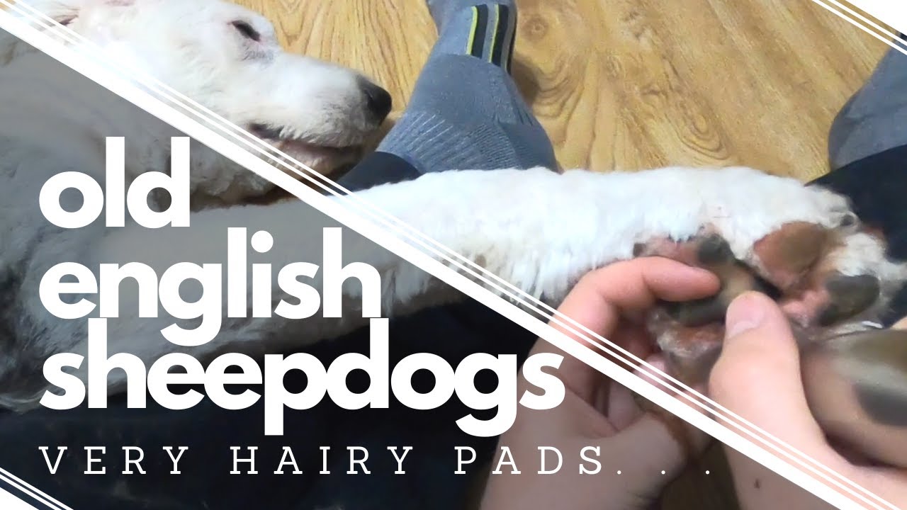 Wish We had Known BEFORE getting an Old English Sheepdog┃Paw-dicures┃Ed ...