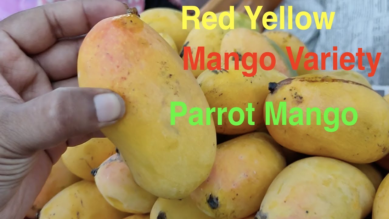 Parrot Mango Variety in India, Totapari Mango, Good Taste - YouTube