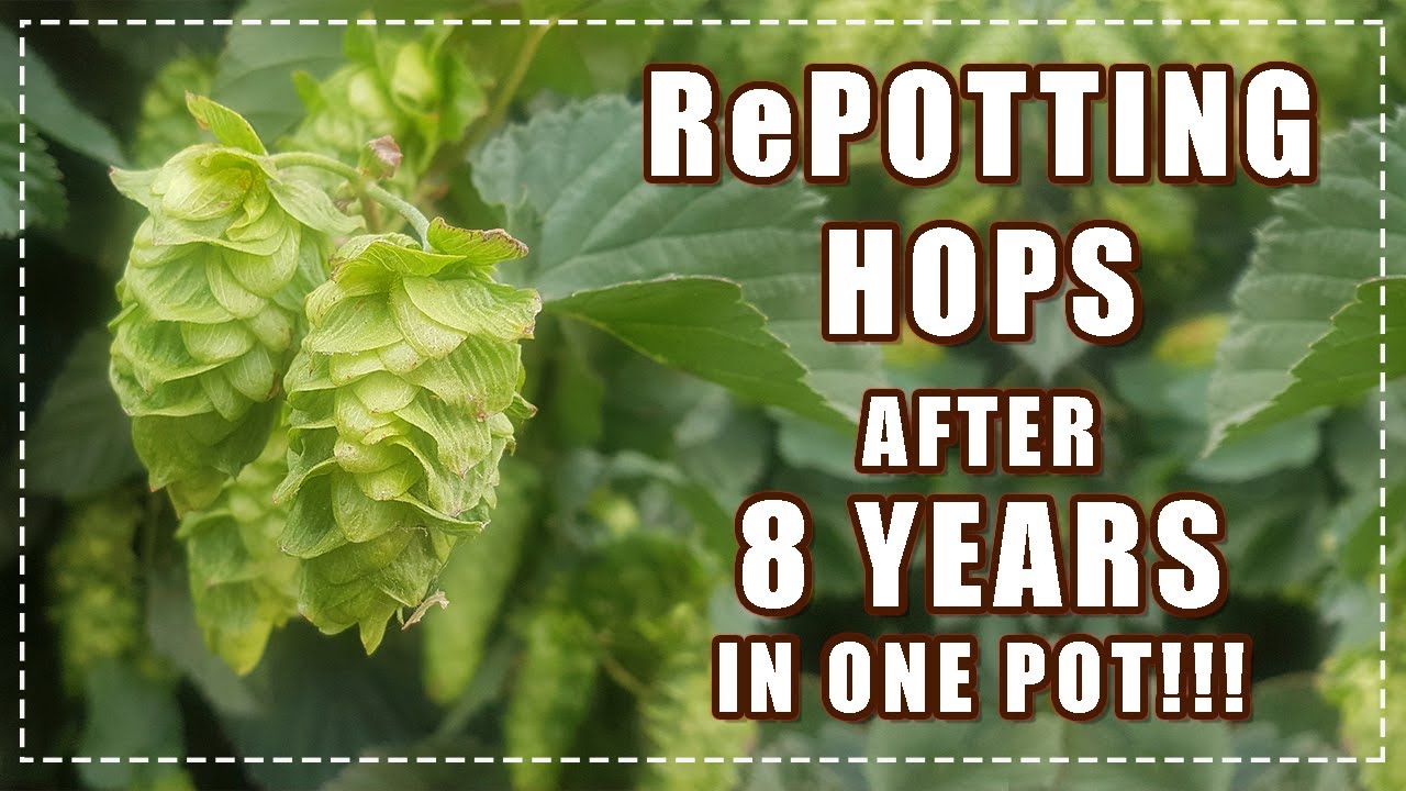 RePOTTING HOPS - After 8 Years in the one pot! - YouTube