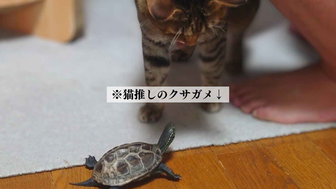 走る亀！もなちゃんを追いかけ回すシュールな日常【A running turtle! Chasing Mona-chan】 - YouTube