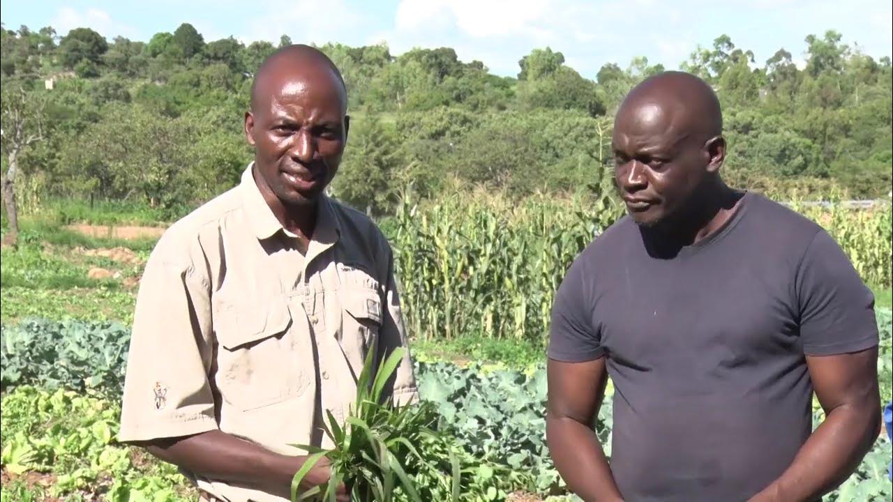 Zim farmer turns small rural land into viable enterprises - YouTube