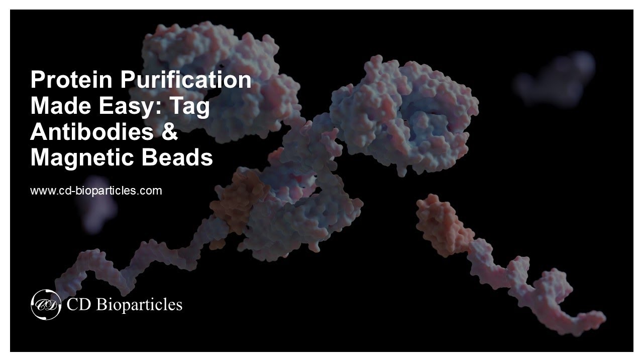 Protein Purification Made Easy: Tag Antibodies & Magnetic Beads - YouTube
