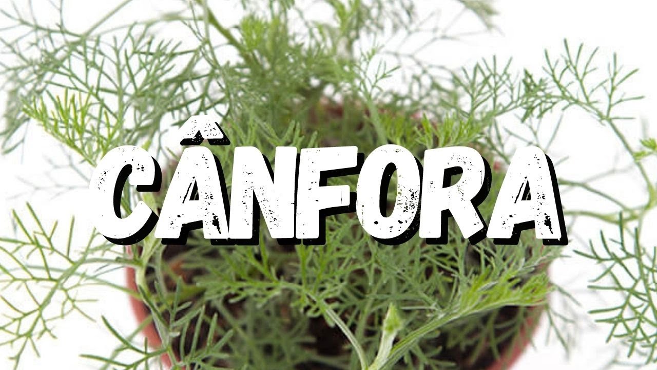 Cânfora: Um Guia Completo Desta Planta - YouTube