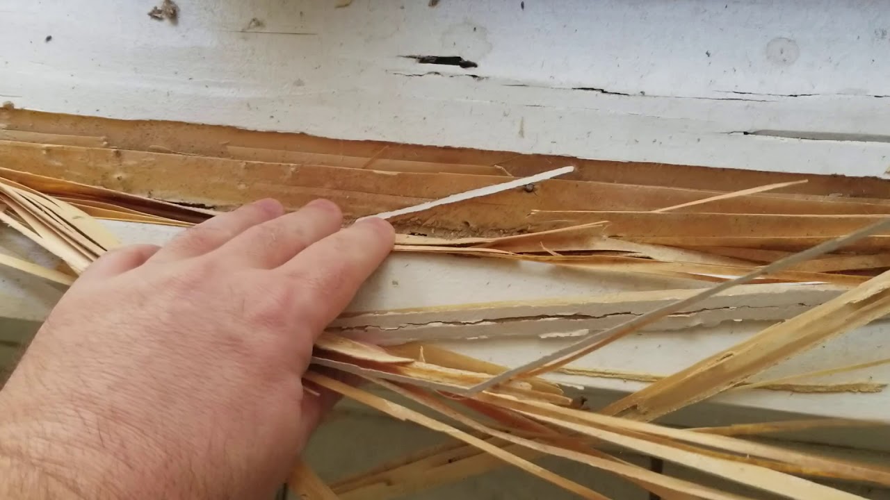 Realtor Finds Major Termite Damage in Home - Sunlight Realty, LLC ...