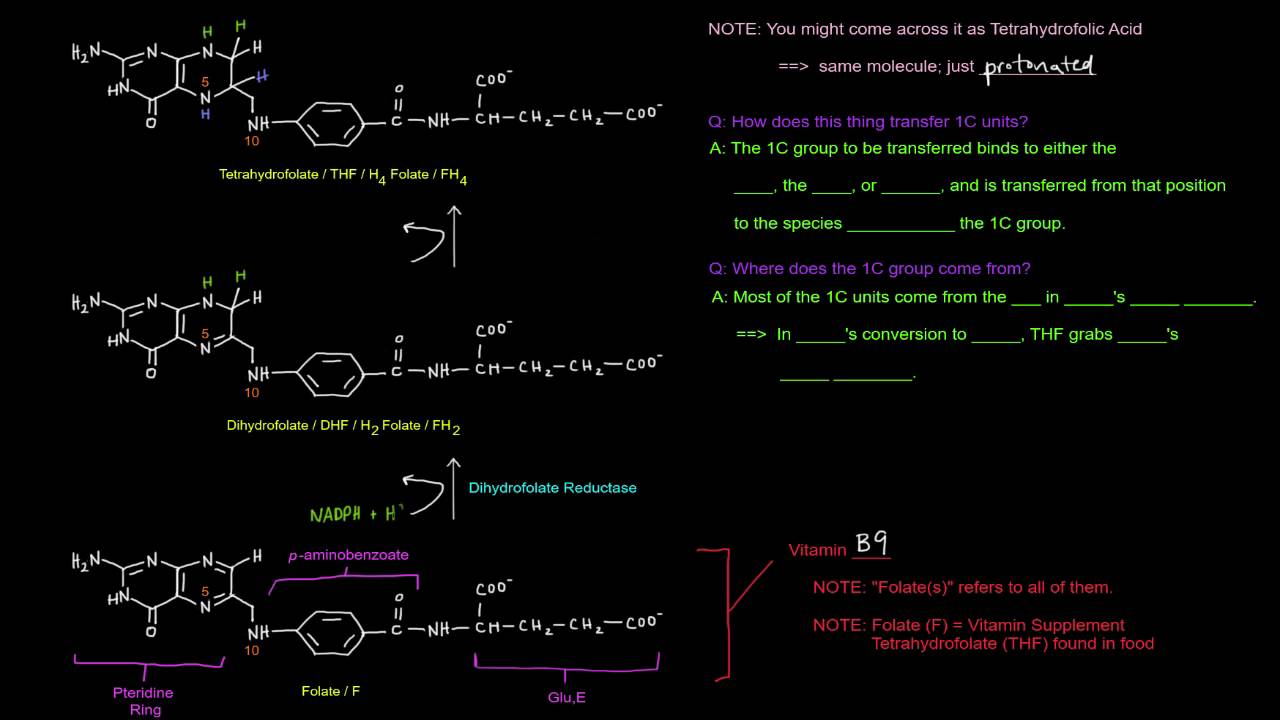 One Carbon Transfers (Part 3 of 5) - Tetrahydrofolate (THF): Intro ...