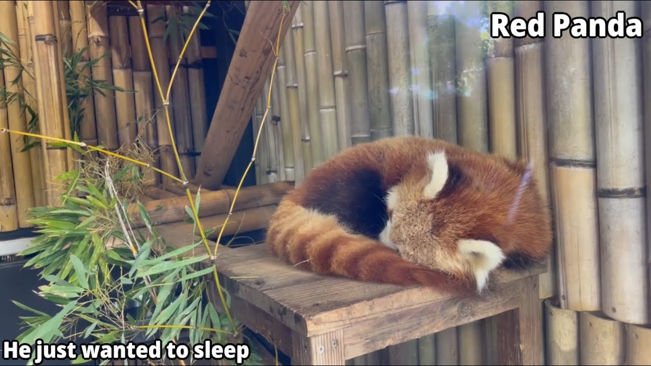 Greenery Day | Tokyo's Ueno Zoo - Free Admissions! - YouTube