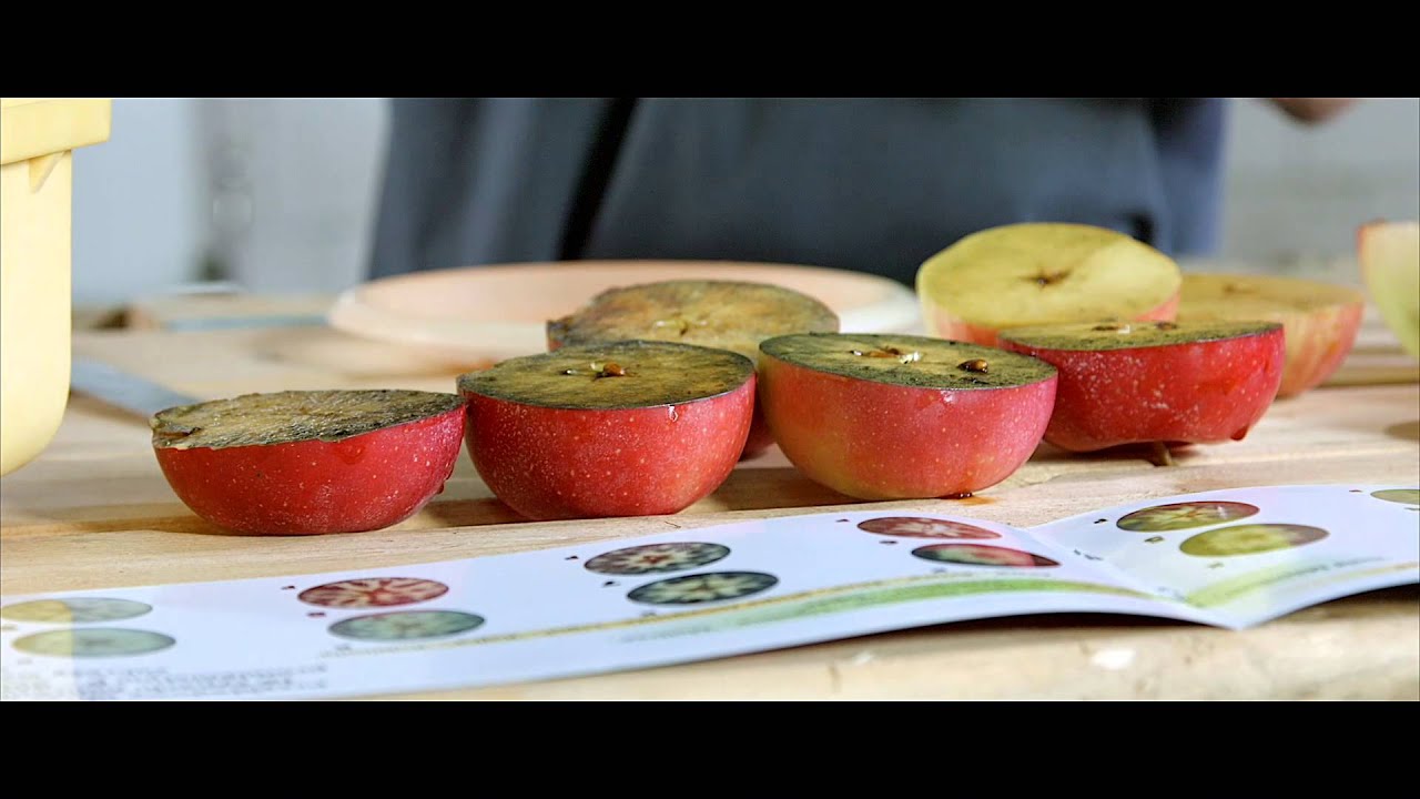 Jak stosować FruitSmart (1-MCP)? Dłuższe przechowywanie jabłek. - YouTube