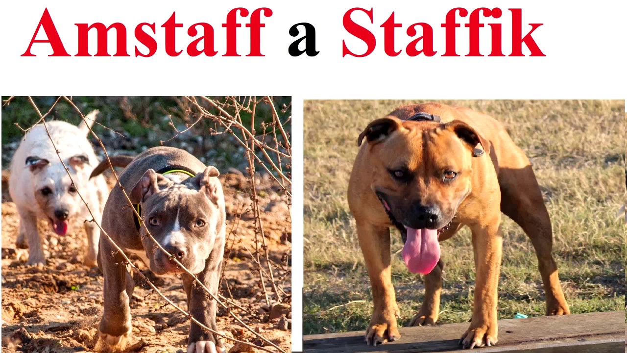 AMSTAFF a STAFFIK - porównanie ras - YouTube