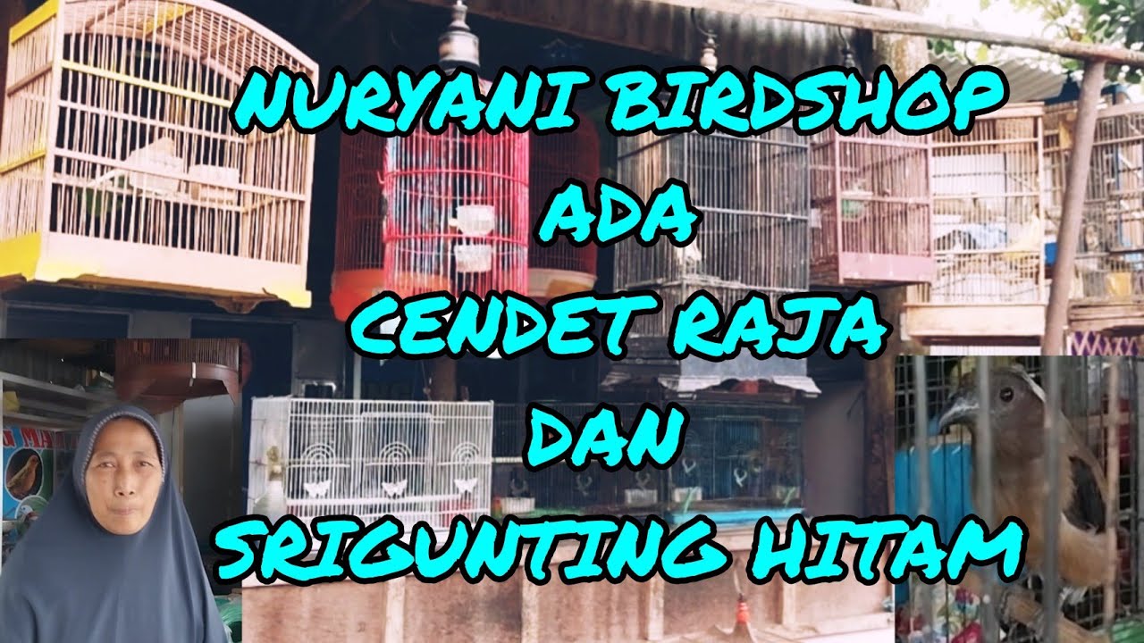 UPDATE HARGA BURUNG !! Ada cendet raja,,srigunting hitam,,jalak bulan ...