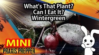What's That Plant? Can I Eat It? Wintergreen