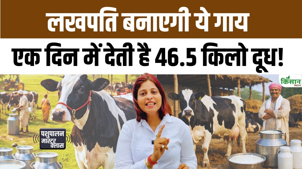 एक दिन में 46.5 किलो दूध! Karan Fries Cow ने बनाया रिकॉर्ड, किसानों के ...