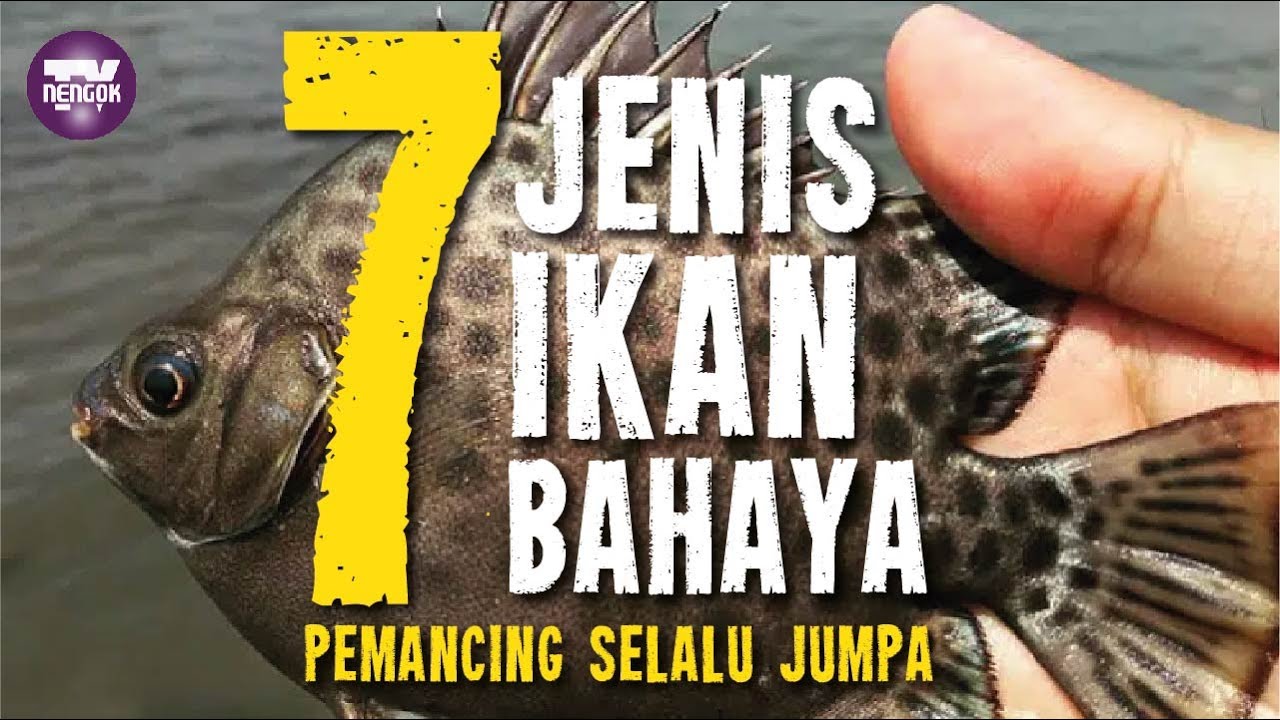Ini 7 jenis ikan yang ada sengat ‘maut’.... - YouTube