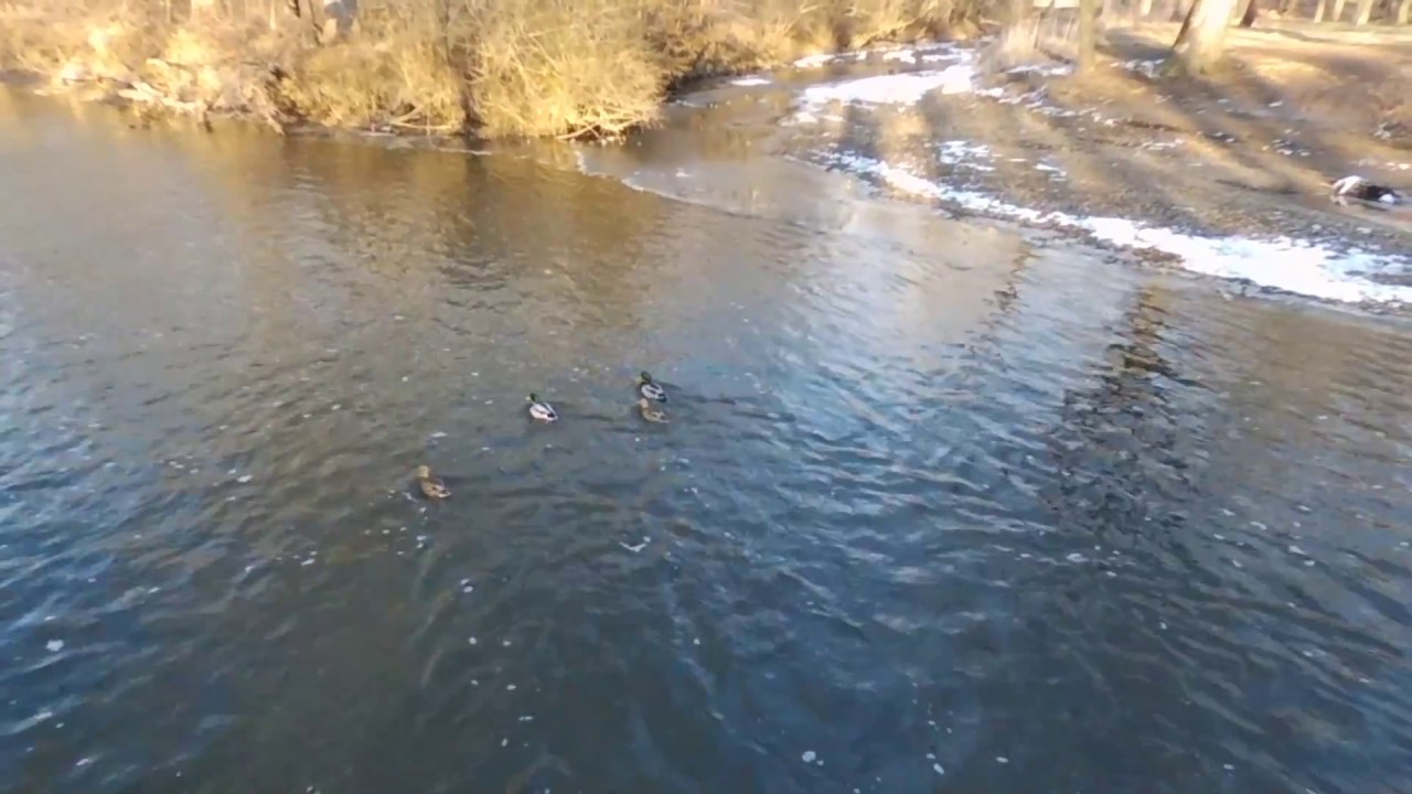 Granogue Delaware Smith Bridge Ducks - YouTube