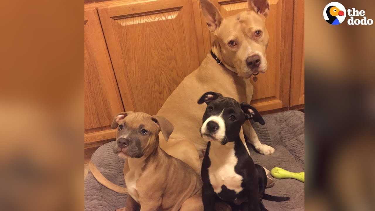 Pit Bull LOVES Her Foster Puppies | The Dodo - YouTube