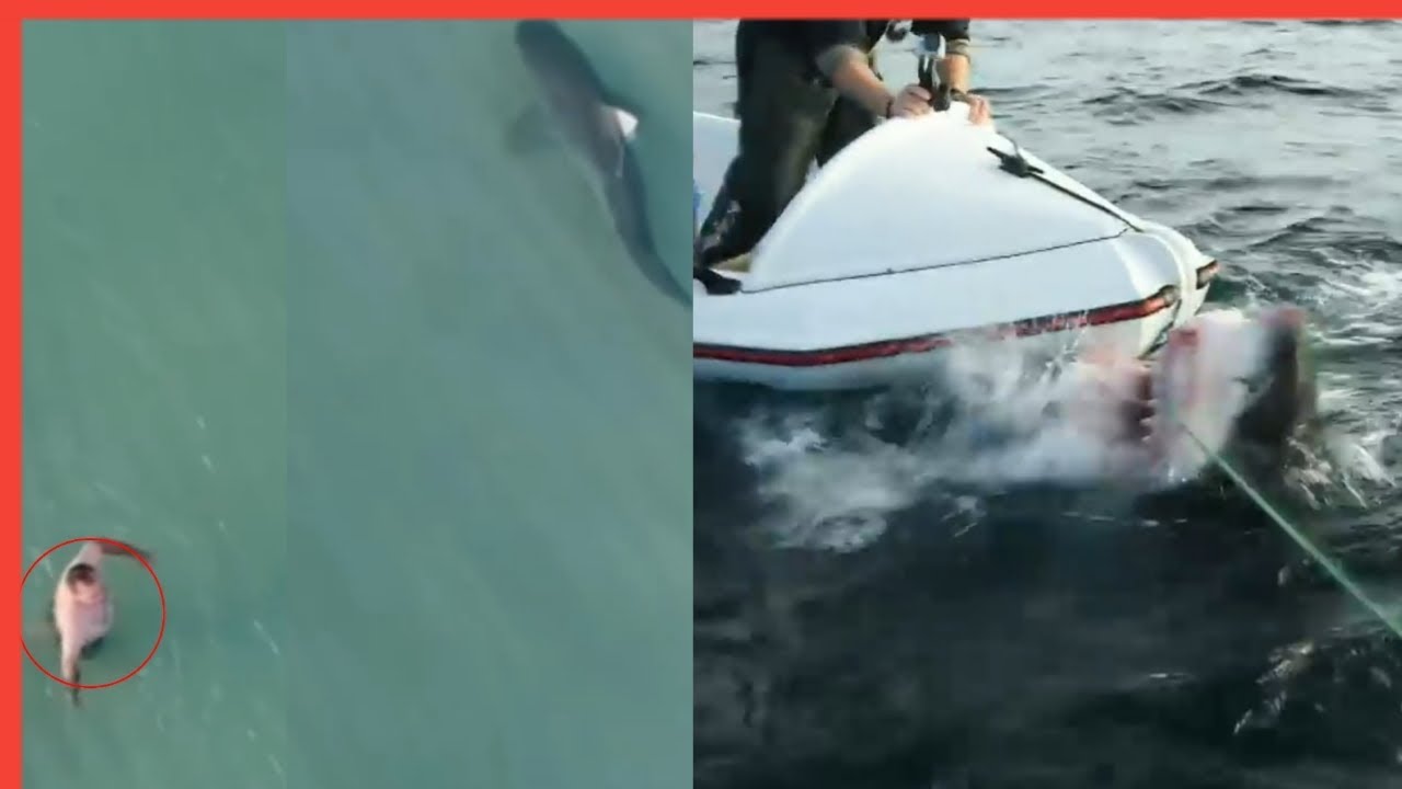 VIOLENT AND AGGRESSIVE SHARK ATTACK ON PEOPLE - YouTube