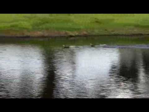 Baby Ducks, Running on Water!! - YouTube