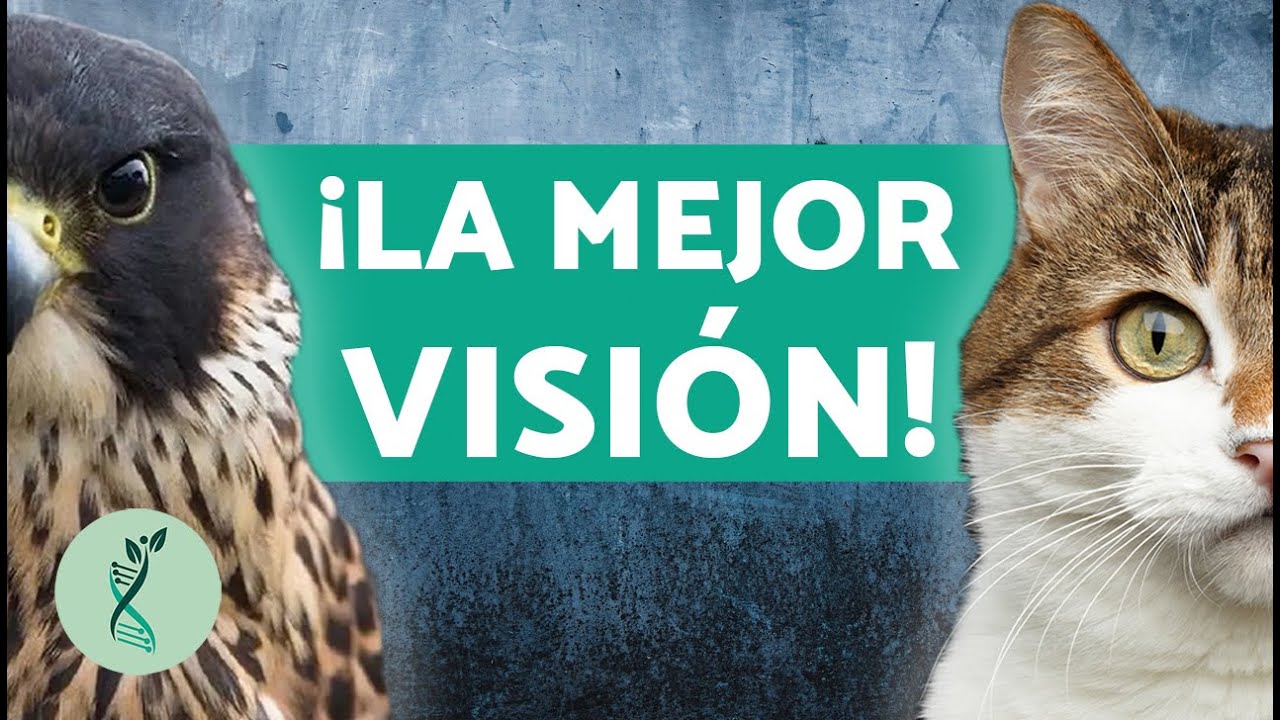 Los 10 ANIMALES con MEJOR VISTA 🦅🦑 TOP animales con VISIÓN INCREÍBLE ...