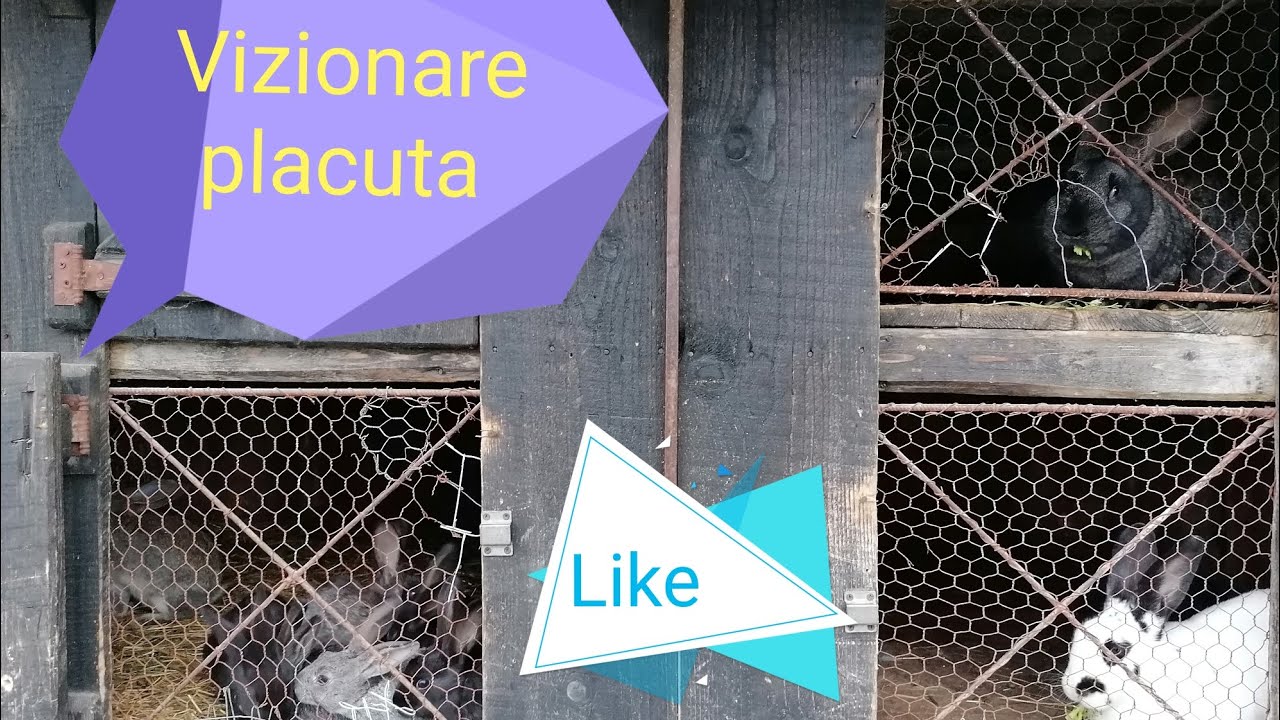 🐰😎Video nou cu toate animalele din gospodaria mea👍 - YouTube
