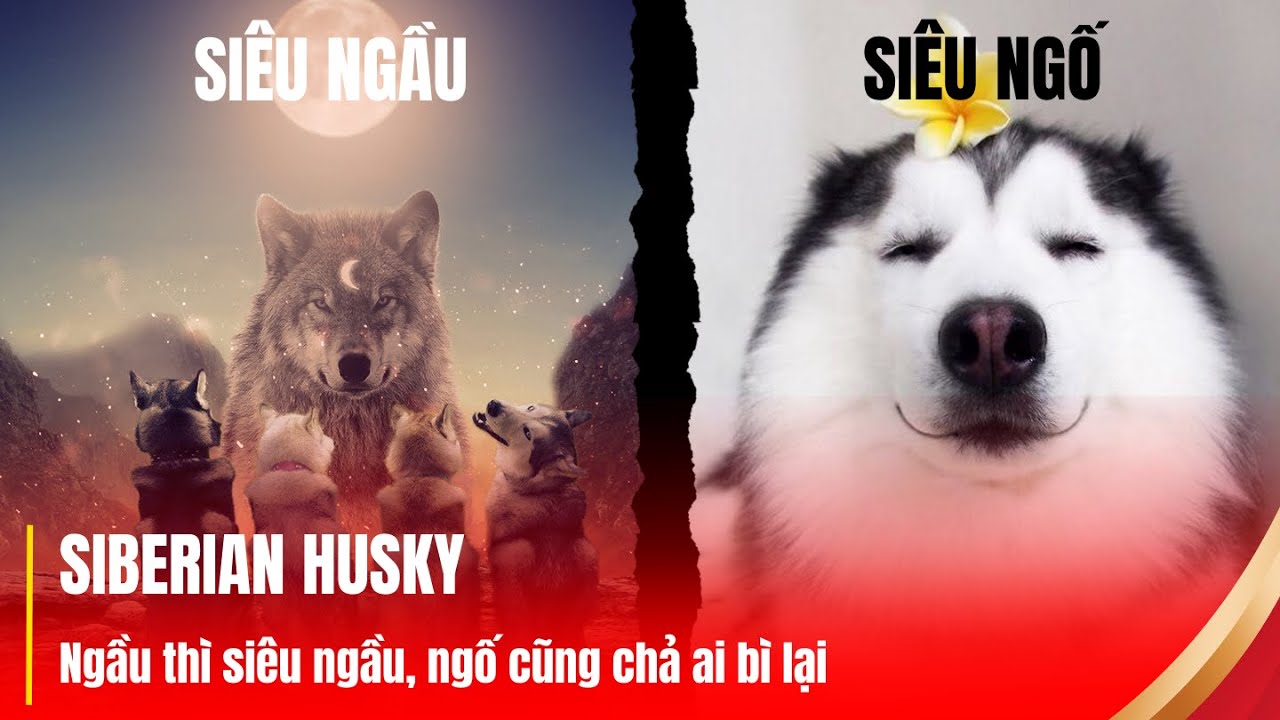 SIÊU NGẦU hay SIÊU NGỐ - Những sự thật đáng KINH NGẠC về những chú chó ...