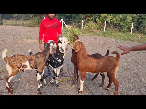 399/KG Gujri & Ajmera Goat Kids at KK Goat Farm Baroda - YouTube