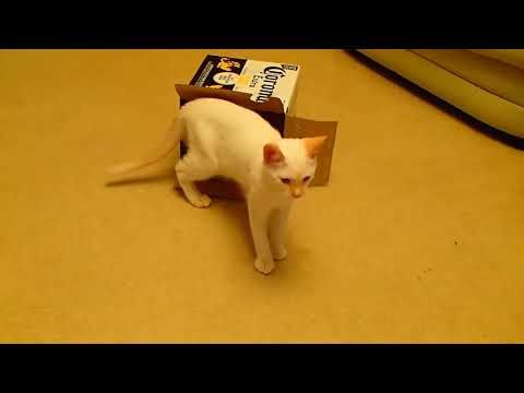 King of the box! Cat Fight ~ Easy DIY cat toy
