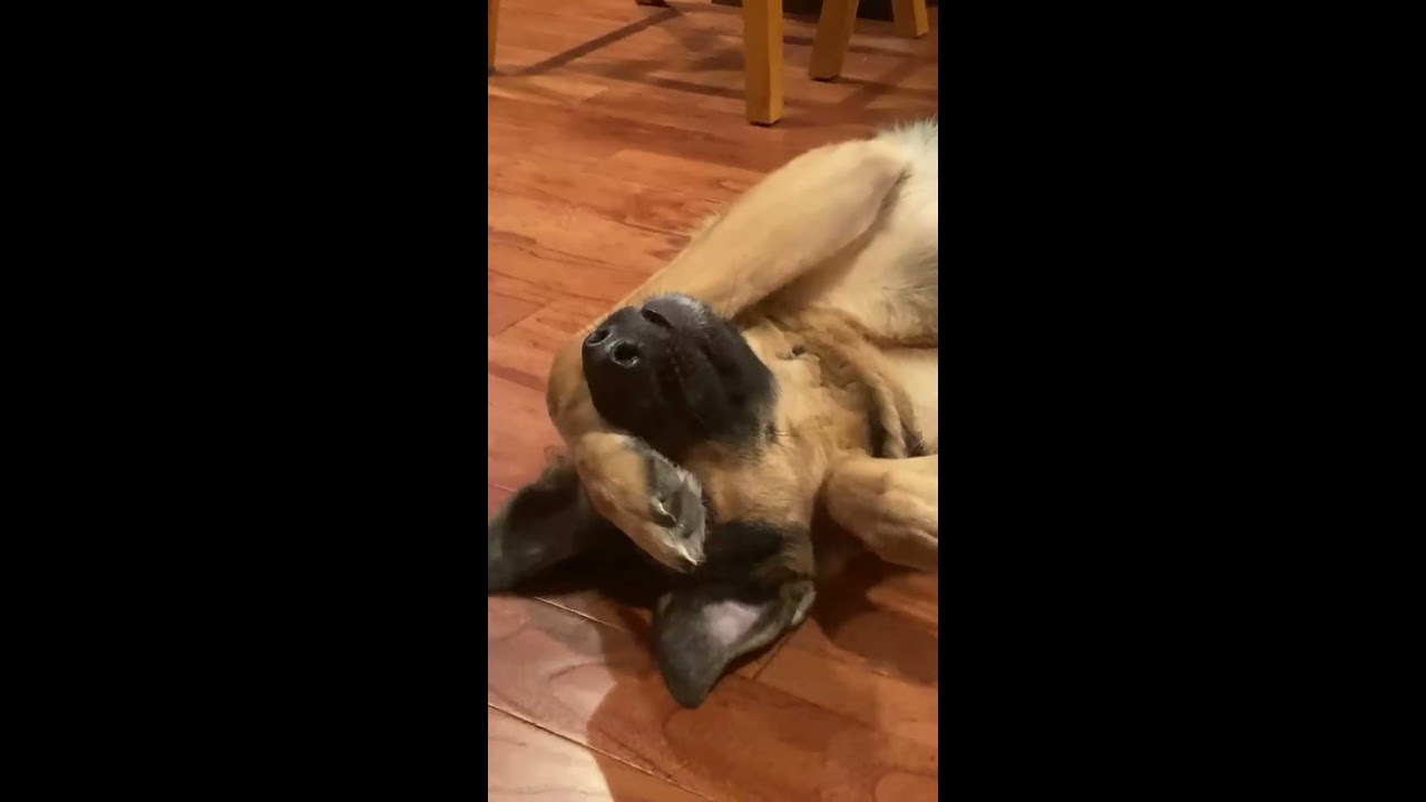 Favorite Friends #28 / crazy dogs - YouTube