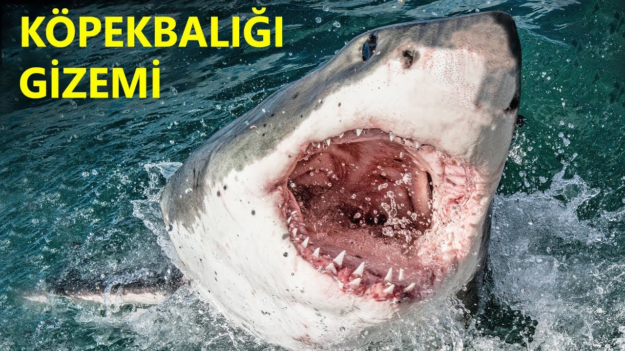 Köpekbalığı İnsan Kolu Kustu... Bu Tarihin En Gizemli Cinayet ...