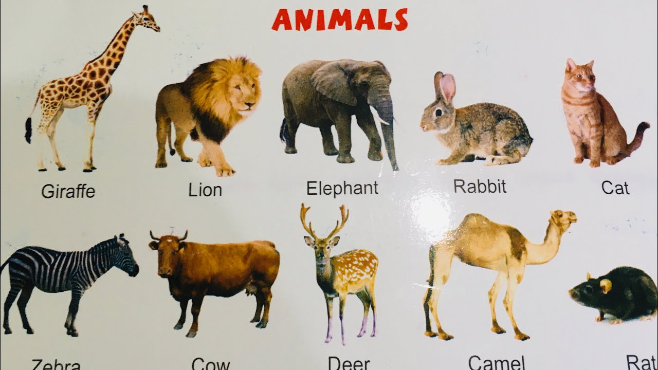 Animal Names For Kids | Animal Name | Animal Names Part 2 - YouTube
