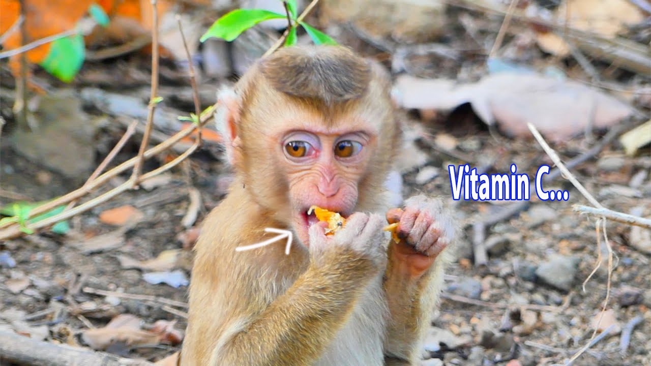Big vitamin C...Baby monkey SARO like to eat orange. - YouTube
