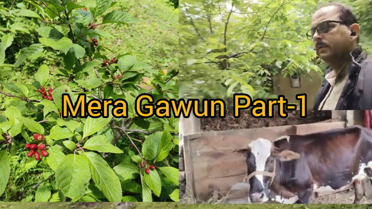 Part-1 Mera Gawun Soti Bhalessa - YouTube