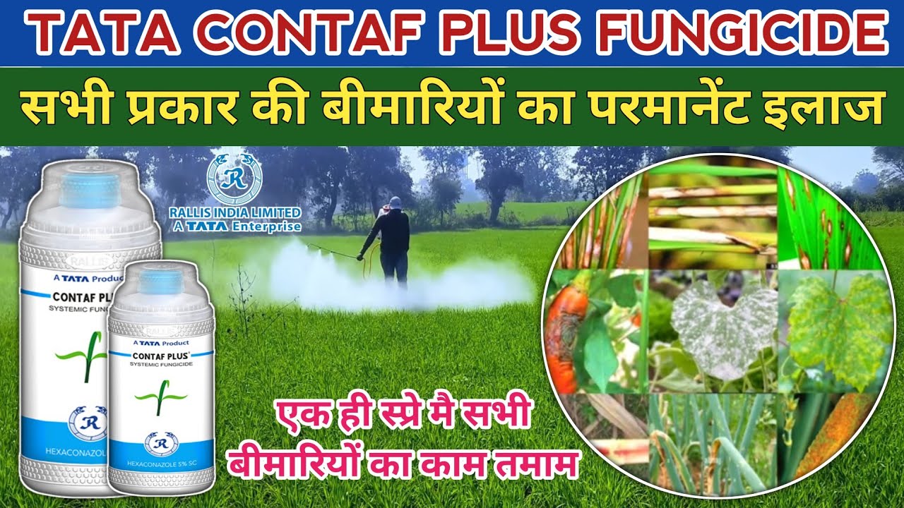 tata contaf plus fungicide | hexaconazole 5% s.c. | पूरी जानकारी हिंदी ...