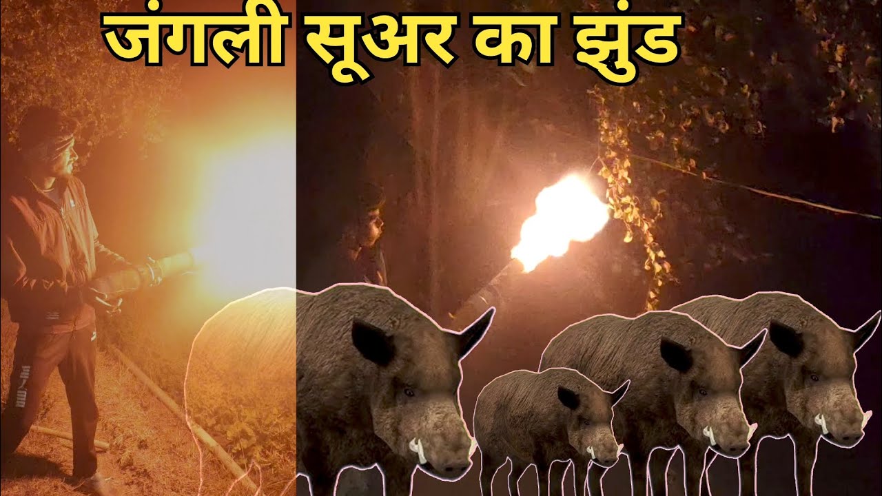 jungali suar ka jhund khet mein aaya| jungali suar#janwar - YouTube