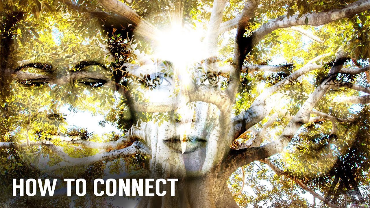 Tree Healing Basic Techniques ~ CONNECT with the Soul of Trees ~ - YouTube