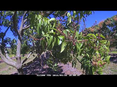 Mango flower to fruit time lapse
