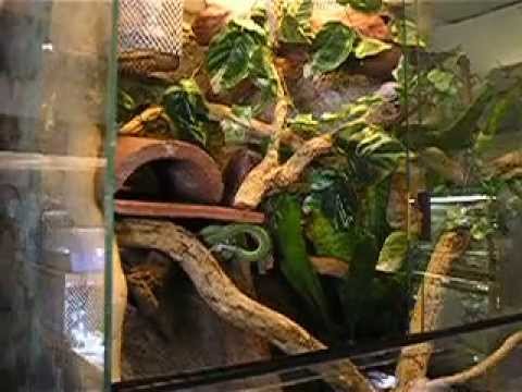 Philodryas baroni - krmení - YouTube