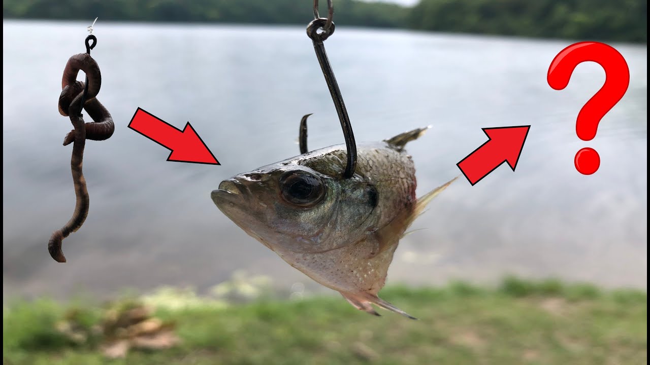 Food Chain Fishing Challenge!!! (Mystery Fish EATS BLUEGILL) - YouTube