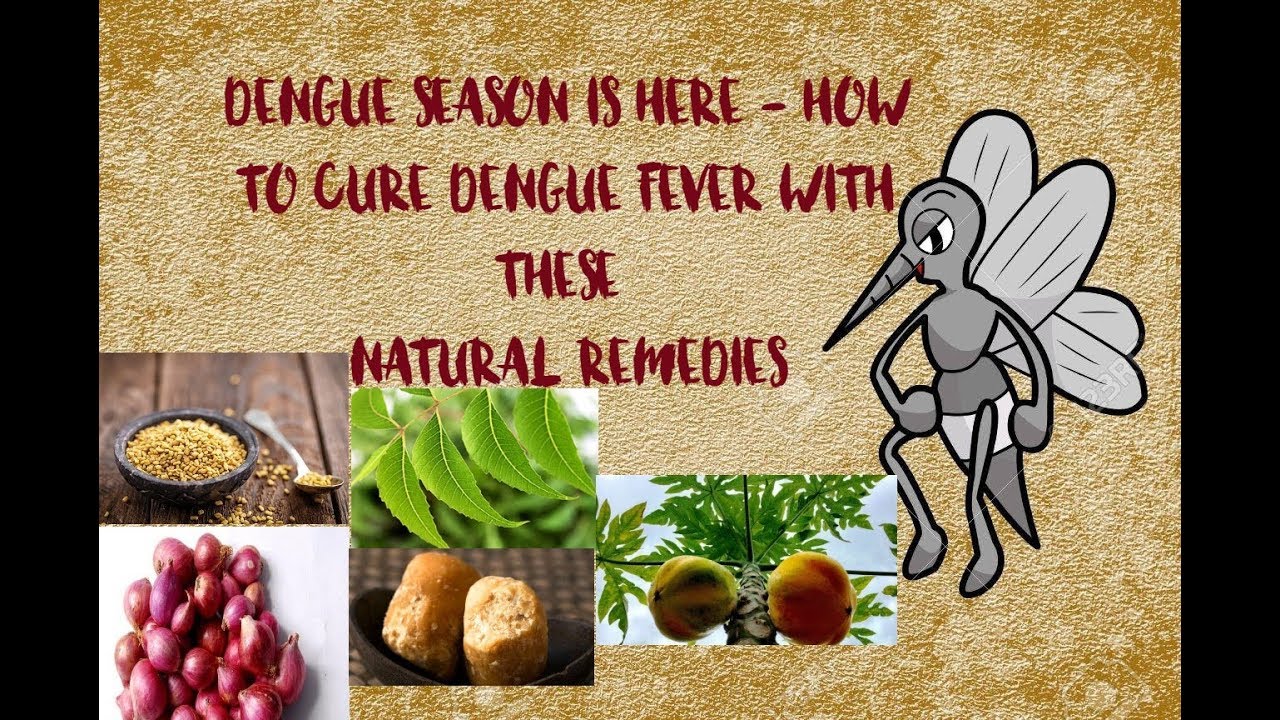 Dengue Season is here - How to Cure Dengue Fever with Natural Remedies ...