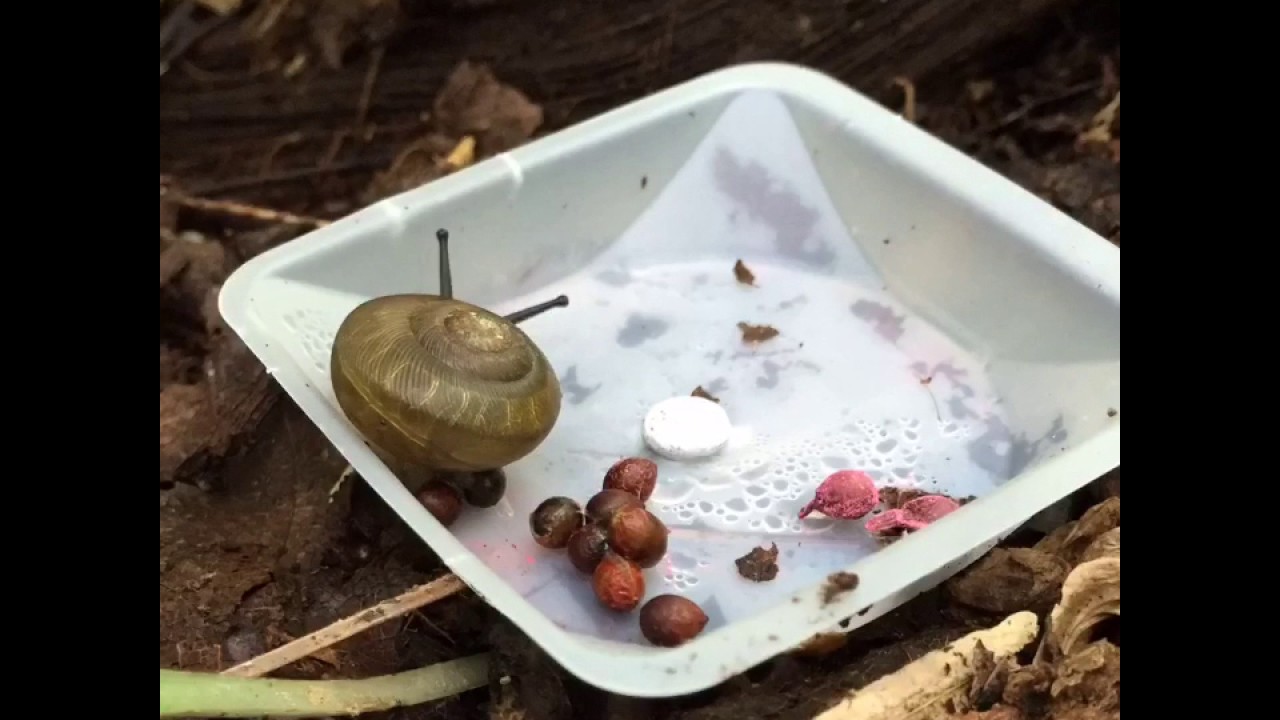 Snail acting as a seed predator - YouTube