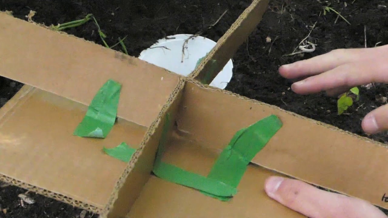 How to Build a Beetle Trap - YouTube