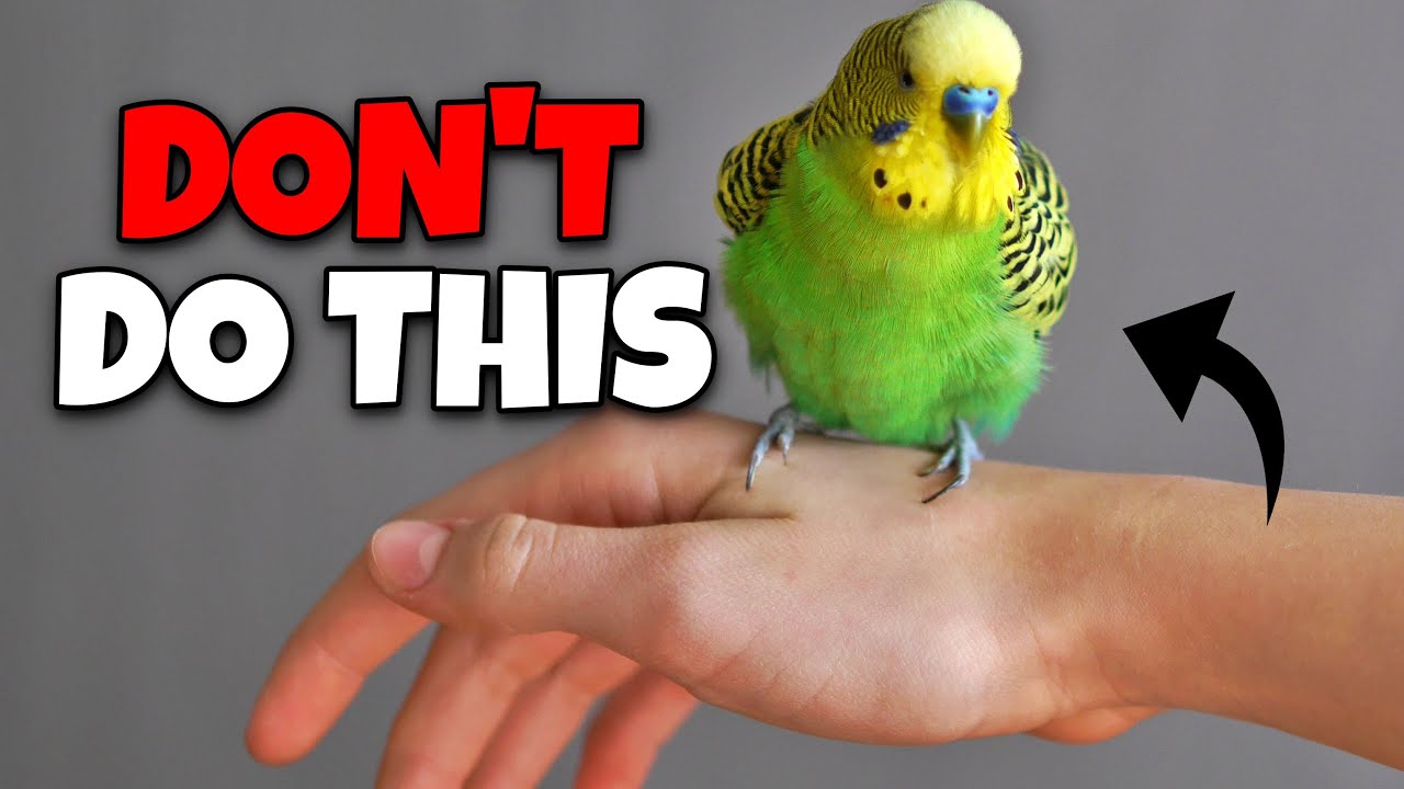 How to get Your Bird Perch Your Finger - YouTube