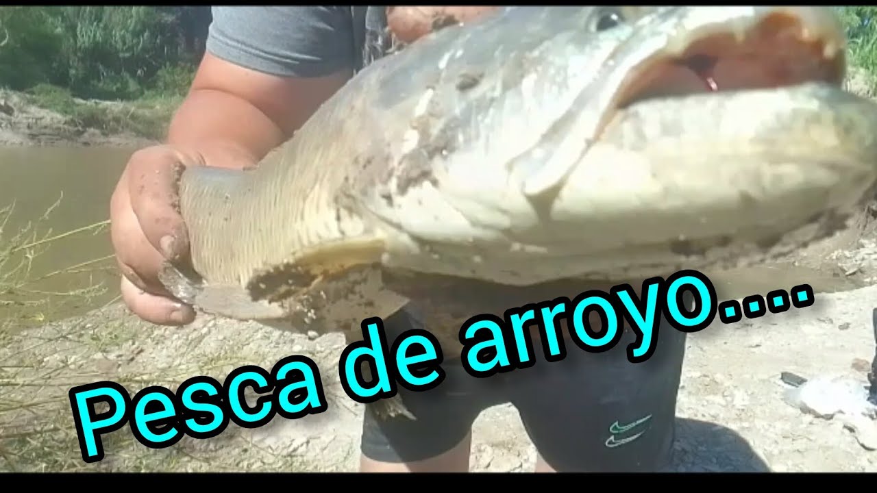 encontramos un arroyo lleno de vida pesca de arroyo taruchas y dorados ...