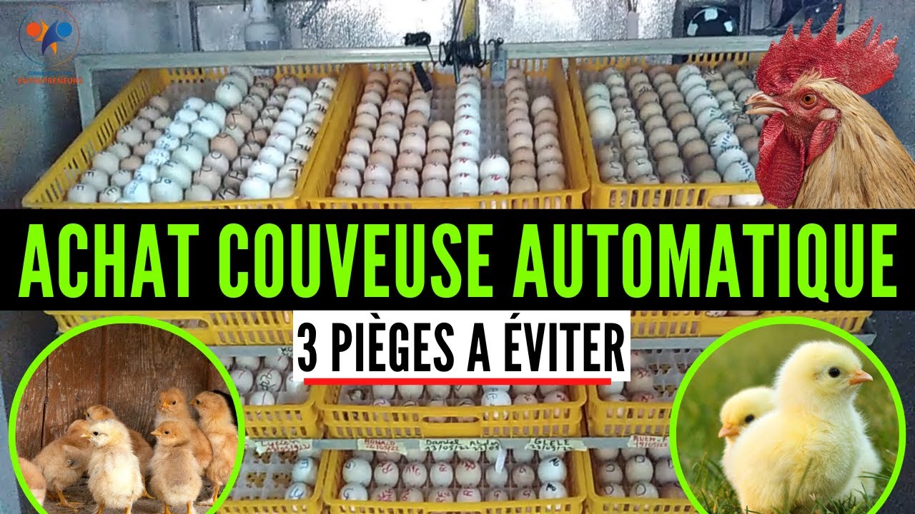 COUVEUSE AUTOMATIQUE, 3 choses à SAVOIR avant d'acheter SUR SA FERME ...