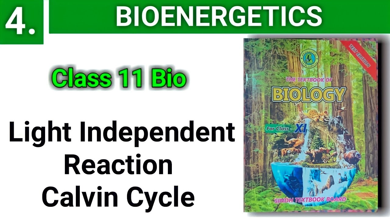 Light Independent Reaction (Calvin Cycle) | Bioenergetics class 11 ...