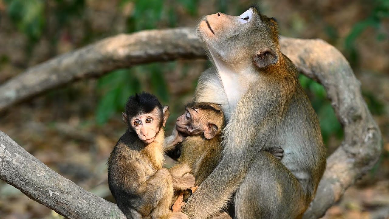 Funny happy monkey's are playing 232 #Monkeys - YouTube