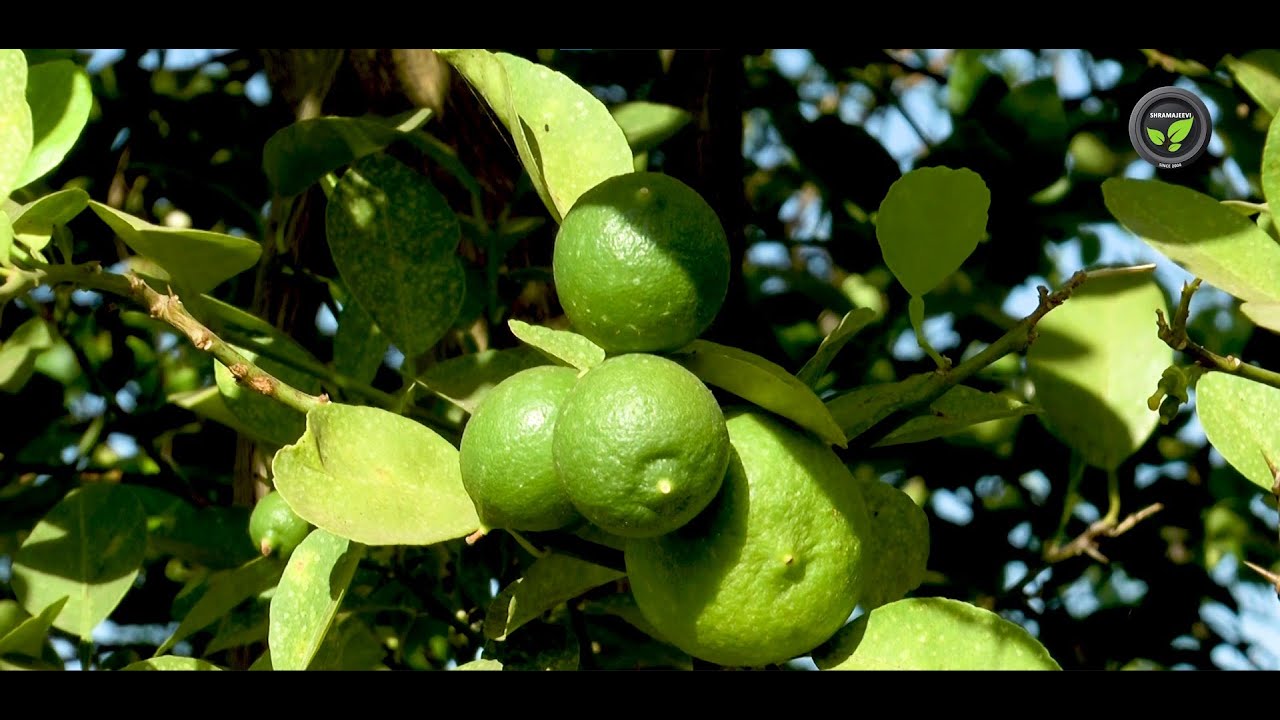 ಸಮೃದ್ಧ ನಿಂಬೆ ಬೆಳೆಗೆ ಸುಸ್ಥಿರ ಕೃಷಿ ವಿಧಾನ - ಶ್ರೀ ಪ್ರವೀಣ ಅಪ್ಪಾರಾವ್ ಮೇತ್ರಿ ...
