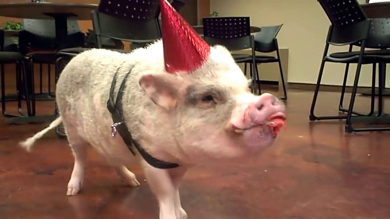 Hamlet the Mini Pig: 5th Birthday! May 30, 2015 - YouTube